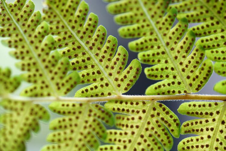 Lesson - Seeds and Spores