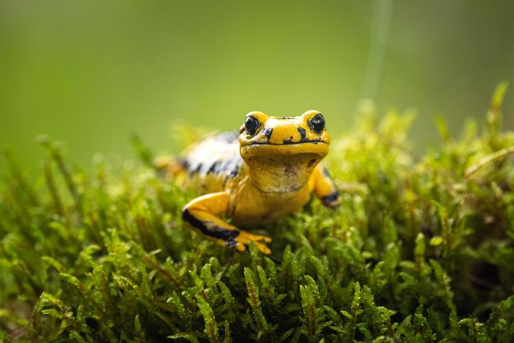 Übung - Merkmale der Amphibien