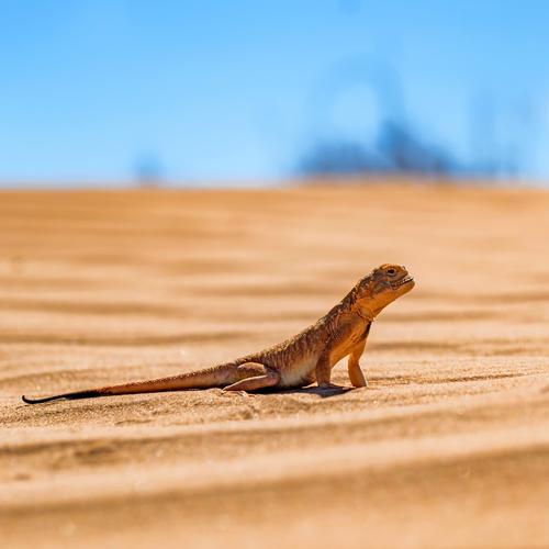 Lesson - Animals of the Desert