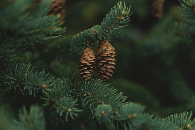 Übung - Laub- oder Nadelbaum?