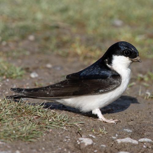 Übung - Zugvögel (2)