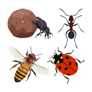 Lessons - Science Year 1-2