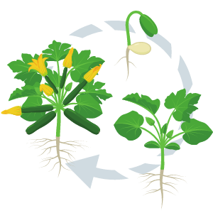 Lessons - Plant Life Cycles and Reproduction