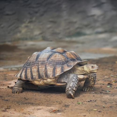 Übung - Wachstum, Entwicklung, Lebensalter