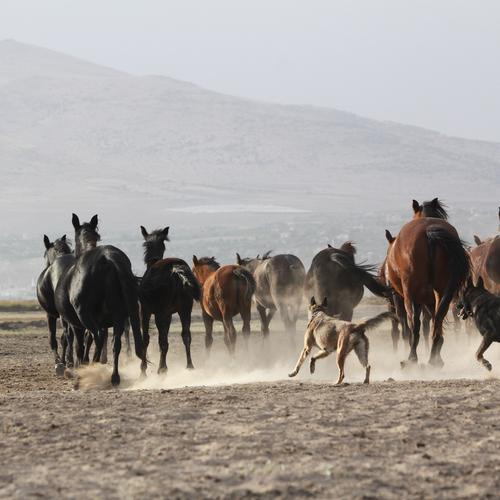 Übung - Lebensweise
