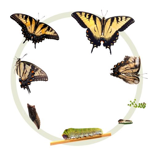 Übung - Metamorphose (1)
