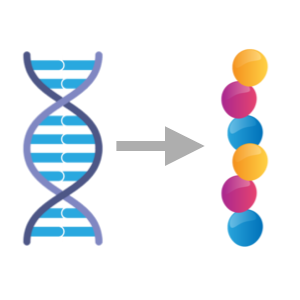 Übungen - Vom Gen zum Merkmal