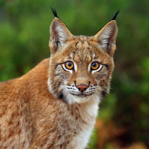 Übung - Lernwörter mit chs