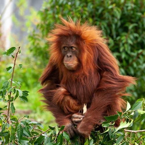 Übung - Die Entstehung der Menschenaffen