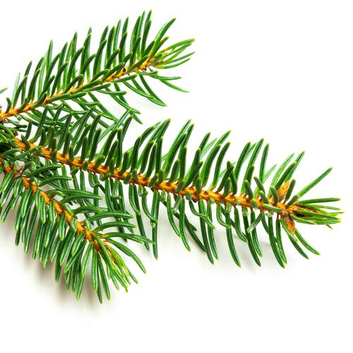 Übung - Merkmale von Nadelbäumen