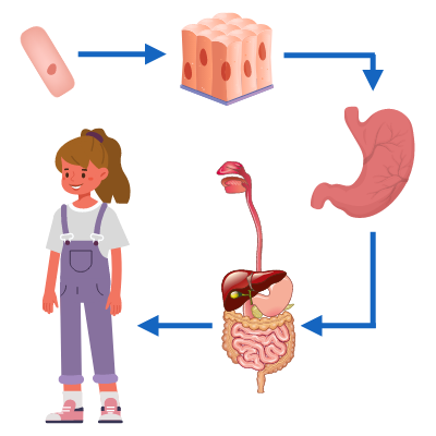 Übungen - Systeme im Organismus
