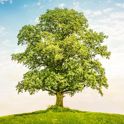 Übung - Merkmale von Laubbäumen