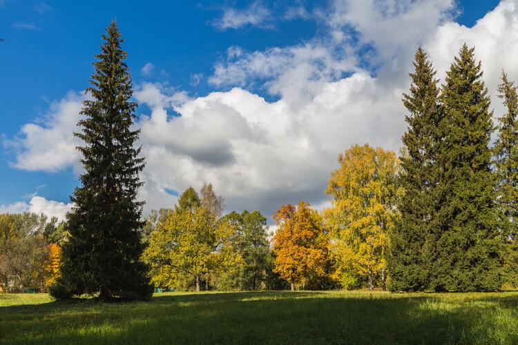 Lesson - Evergreen and Deciduous Trees