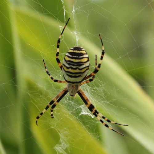 Übung - Heimische Spinnenarten