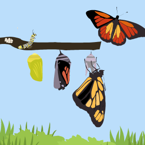 Exercícios - O CICLO DE VIDA ANIMAL