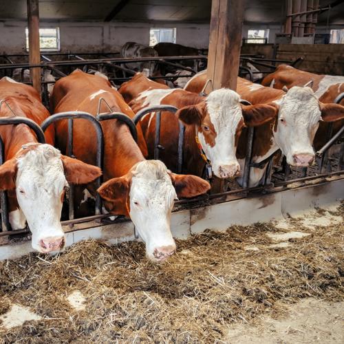 Übung - Rinder als Nutztiere