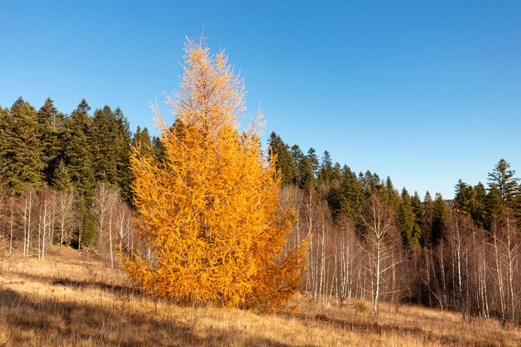 Lesson - Evergreen and Deciduous Trees