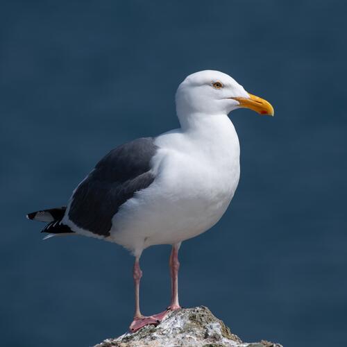 Oregon State Symbols
