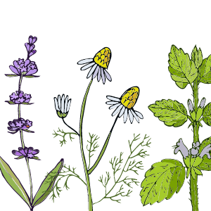 Übungen - Pflanzenfamilien