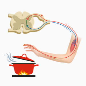 Übungen - Reiz und Reaktion