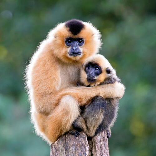Übung - Lernwörter mit chs