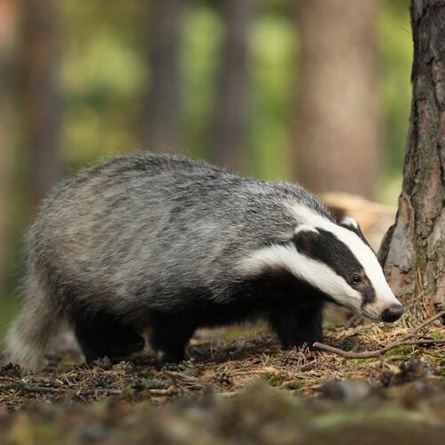 Übung - Lernwörter mit chs