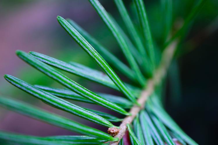 Übung - Laubbäume und Nadelbäume unterscheiden
