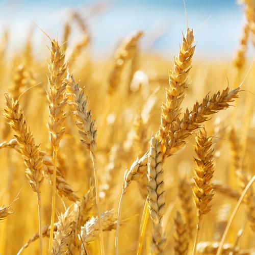 Übung - Weizen, Gerste, Roggen und Hafer