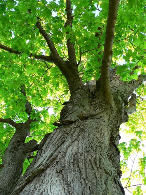 Übung - Laub- oder Nadelbaum?