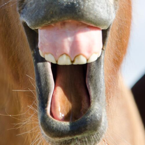 Lesson - Carnivore Teeth