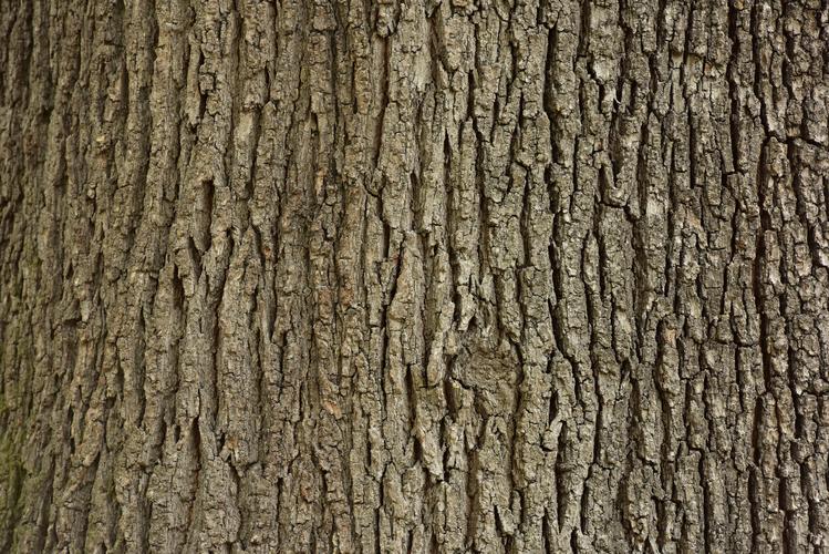 Übung - Heimische Laubbäume