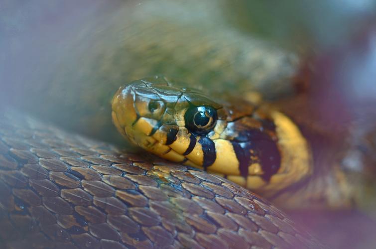 Übung - Reptilien