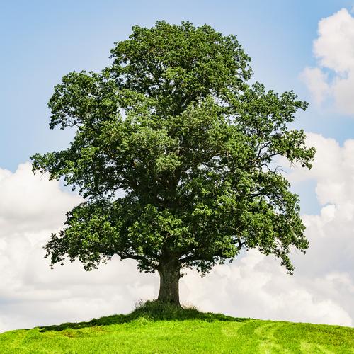 Übung - Merkmale von Laubbäumen