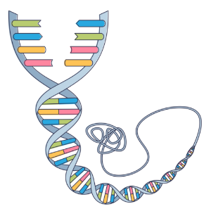 Übungen - Bau und Funktion der DNA