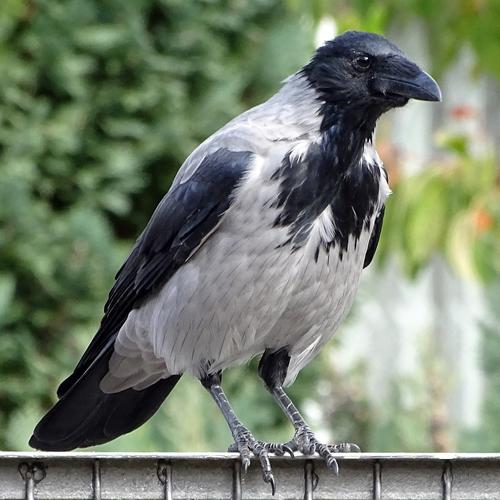 Übung - Rabenvögel