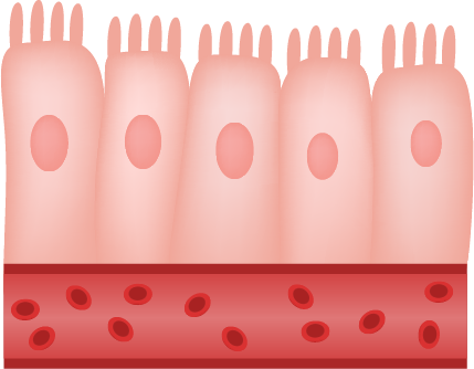 Übung - Organisationsebenen Zelle, Gewebe, Organe