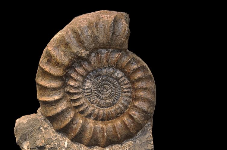 Übung - Was sind lebende Fossilien?