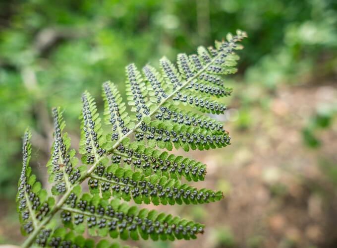 Übung - ¿Cómo se reproducen las plantas?