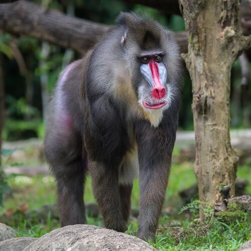 Übung - Der Stammbaum der Menschenaffen