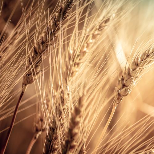 Übung - Weizen, Gerste, Roggen und Hafer