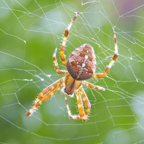 Übung - Heimische Spinnenarten