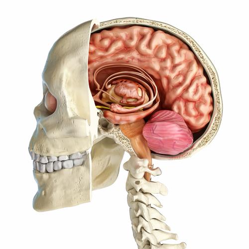 Übung - Der Vorgang des Schmeckens