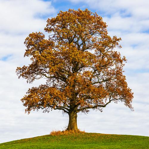 Übung - Merkmale von Laubbäumen