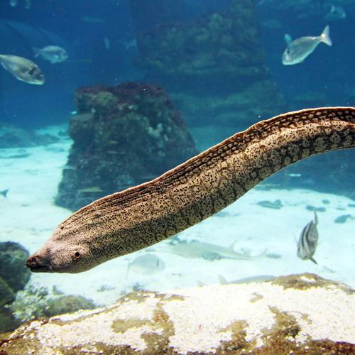 Übung - Tiere im Wasser