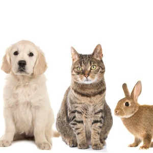 Übungen - Gli animali domestici