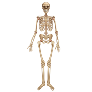 Übungen - Knochen und Skelett