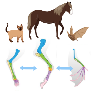 Übungen - Anatomische Belege für die Evolution