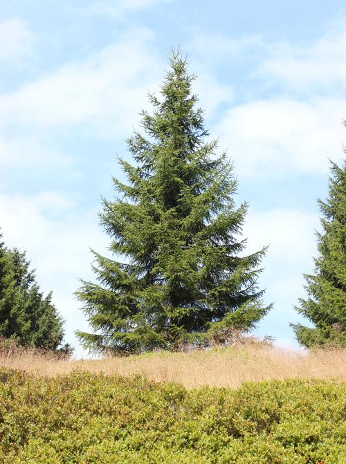 Übung - Laub- oder Nadelbaum?