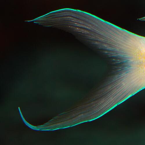 Übung - Der Körper von Fischen