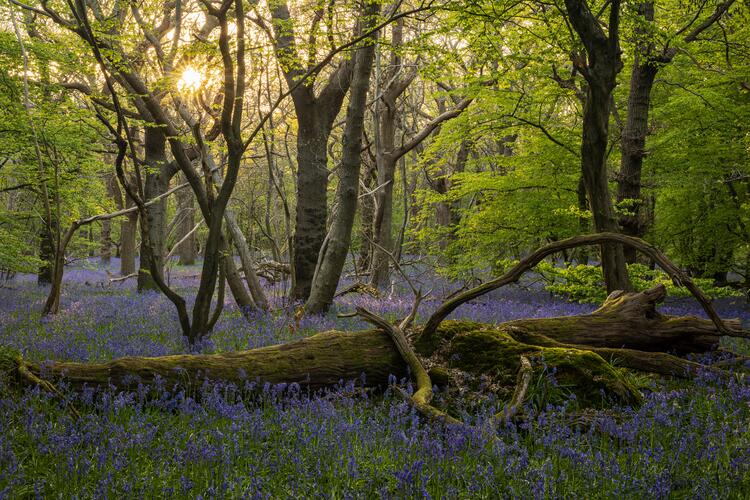 Lesson - Woodland Habitat